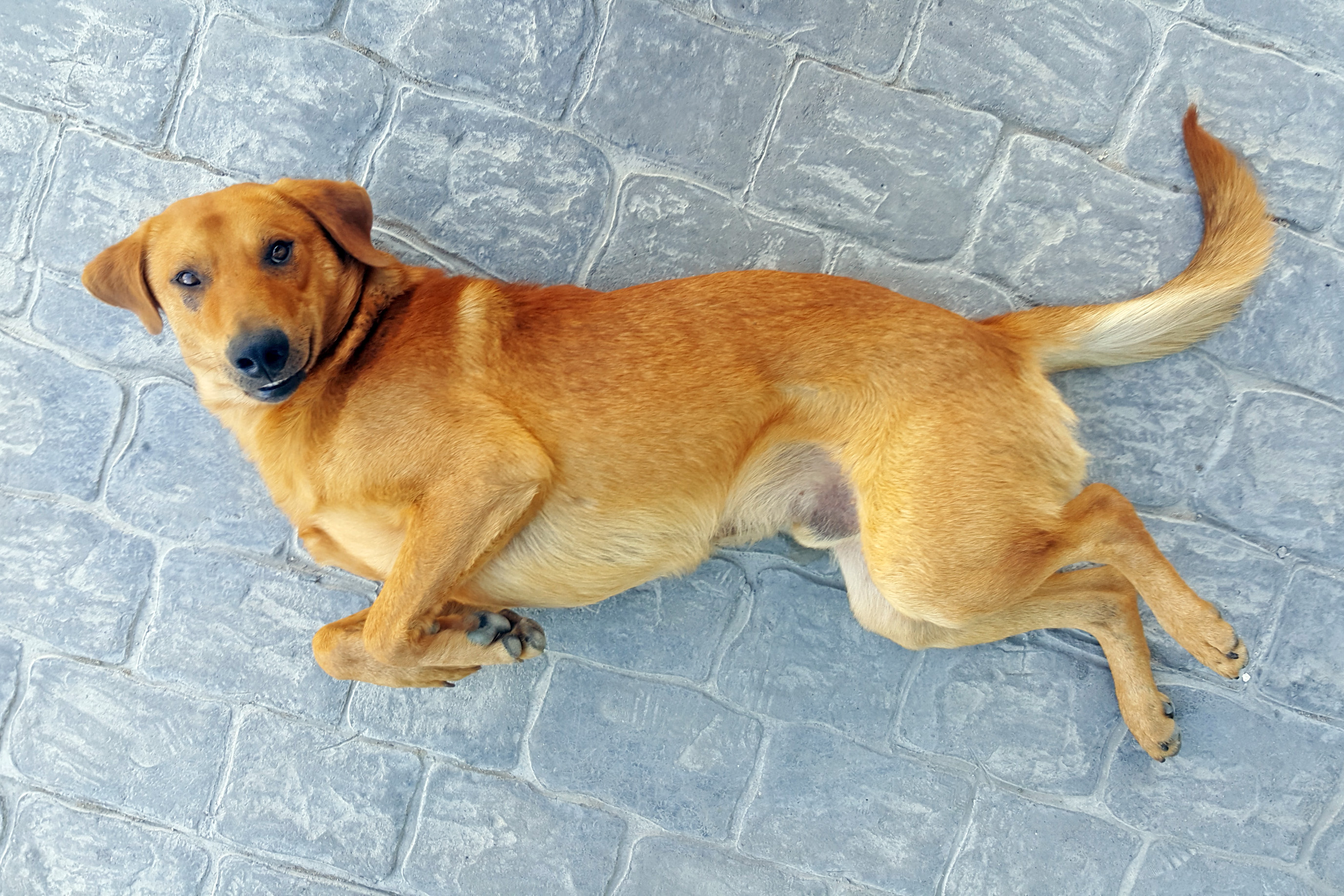 My Letter to a Stray Dog - Moorish Tides